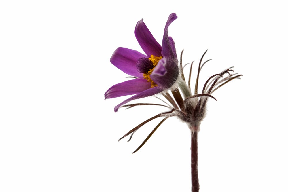 Pulsatilla - my-fertility-blog.com