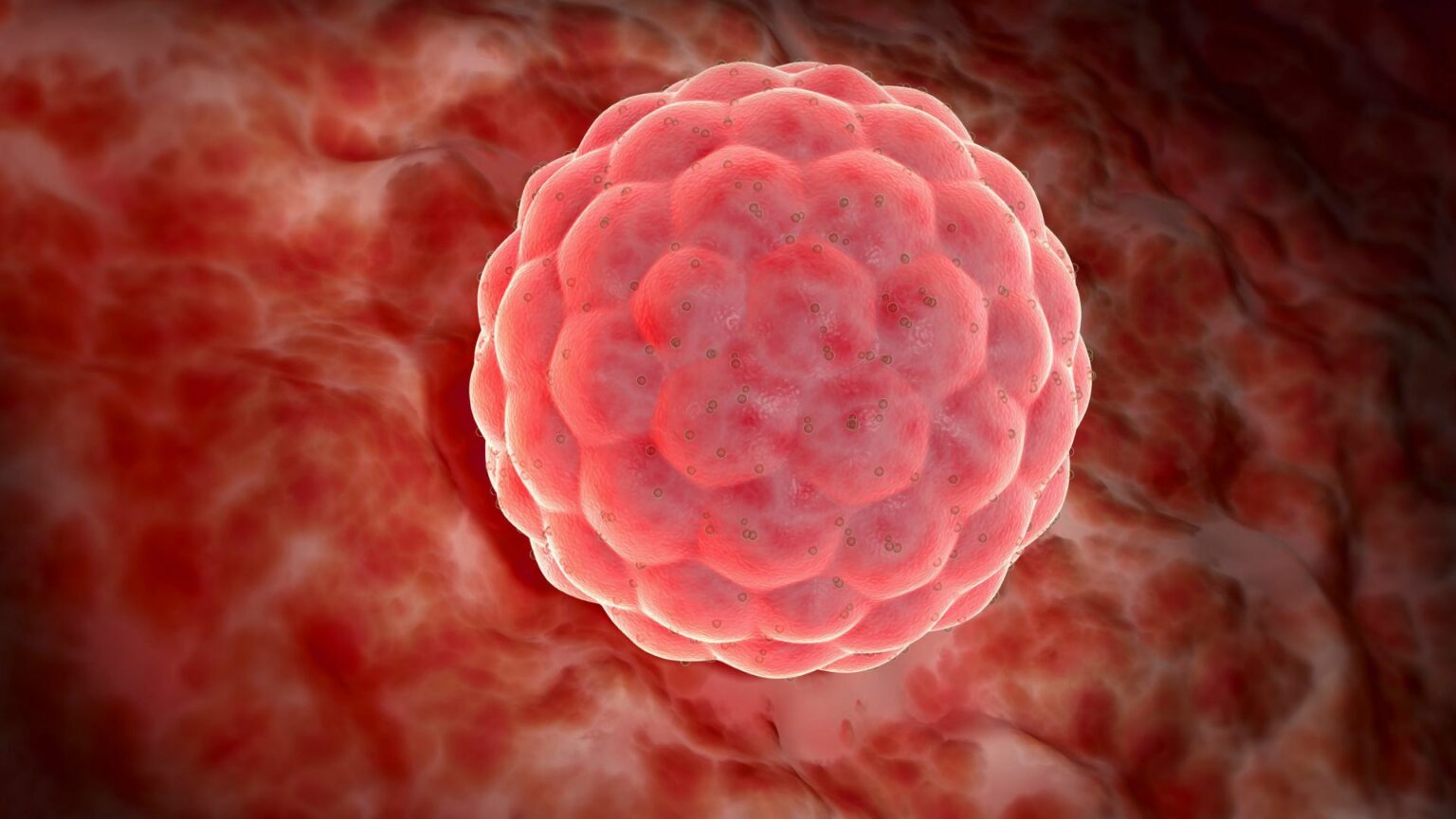 Implantation (nidation): What happens and can you support it? - my ...