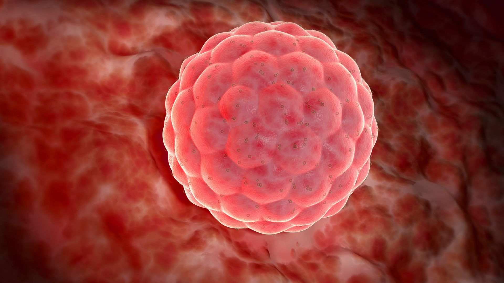 Implantation (nidation): What happens and can you support it? - my ...